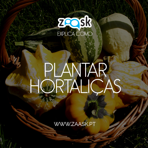 Como plantar hortaliças – Parte 1 de 3 | Zaask Portugal